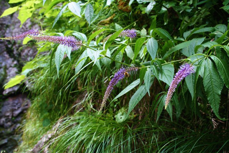 The Flowers of Shirakami-Sanchi - Shirakami sanchi Life and Activities