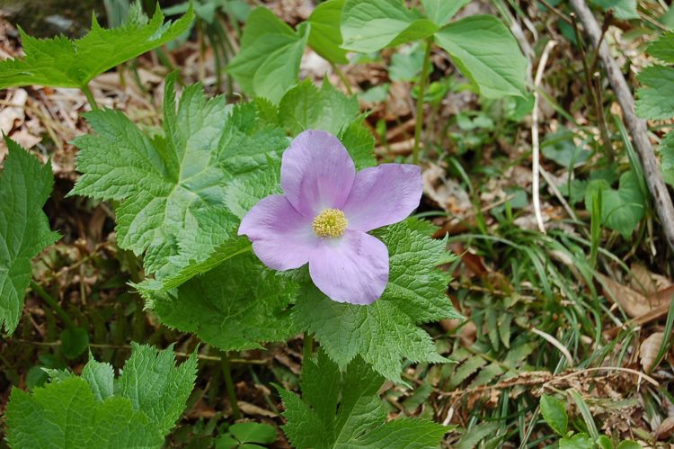 The Flowers of Shirakami-Sanchi - Shirakami sanchi Life and Activities