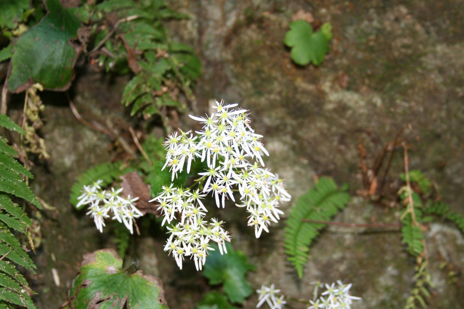 The Flowers of Shirakami-Sanchi - Shirakami sanchi Life and Activities